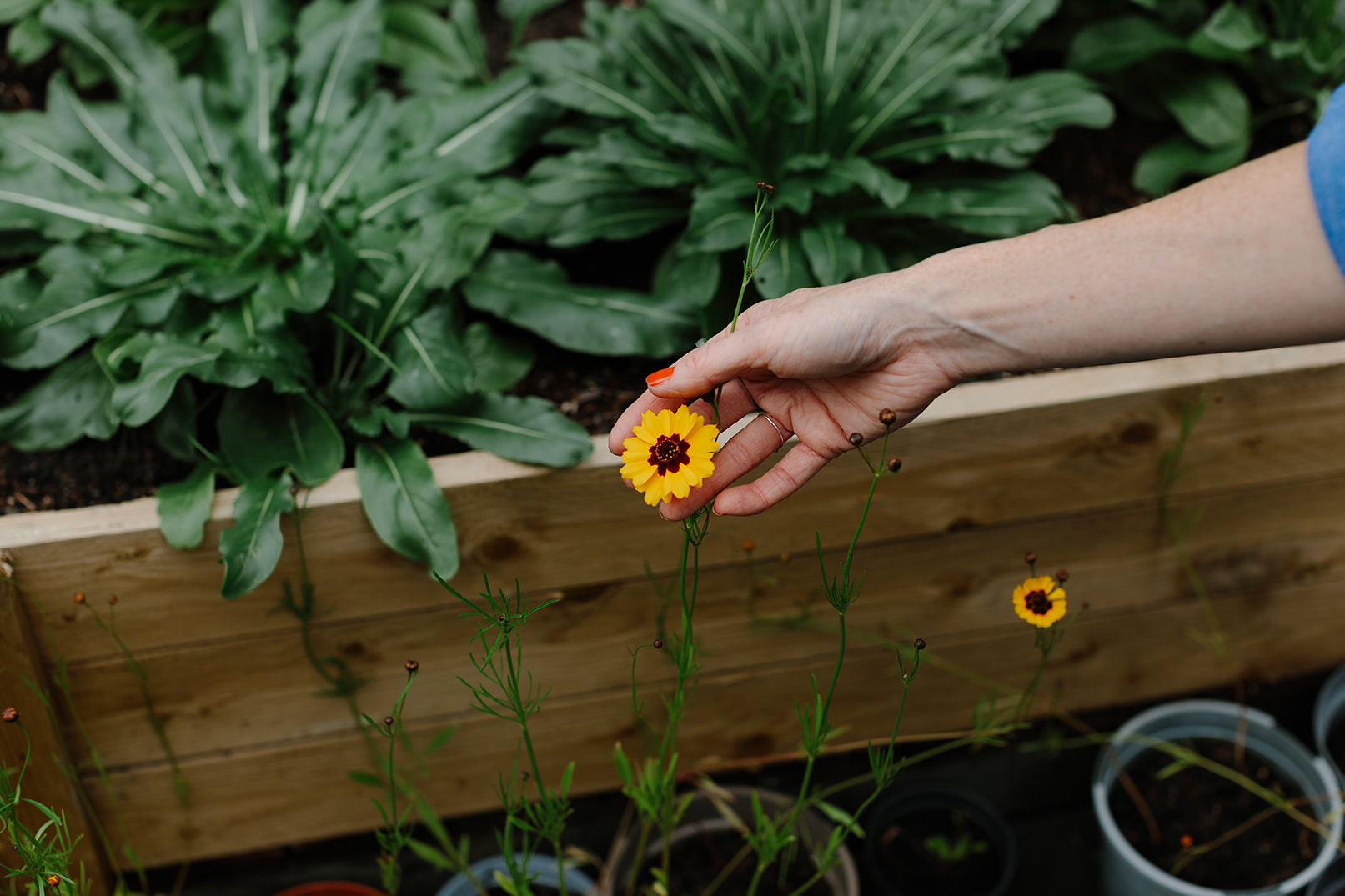 Laura Spring - textile designer