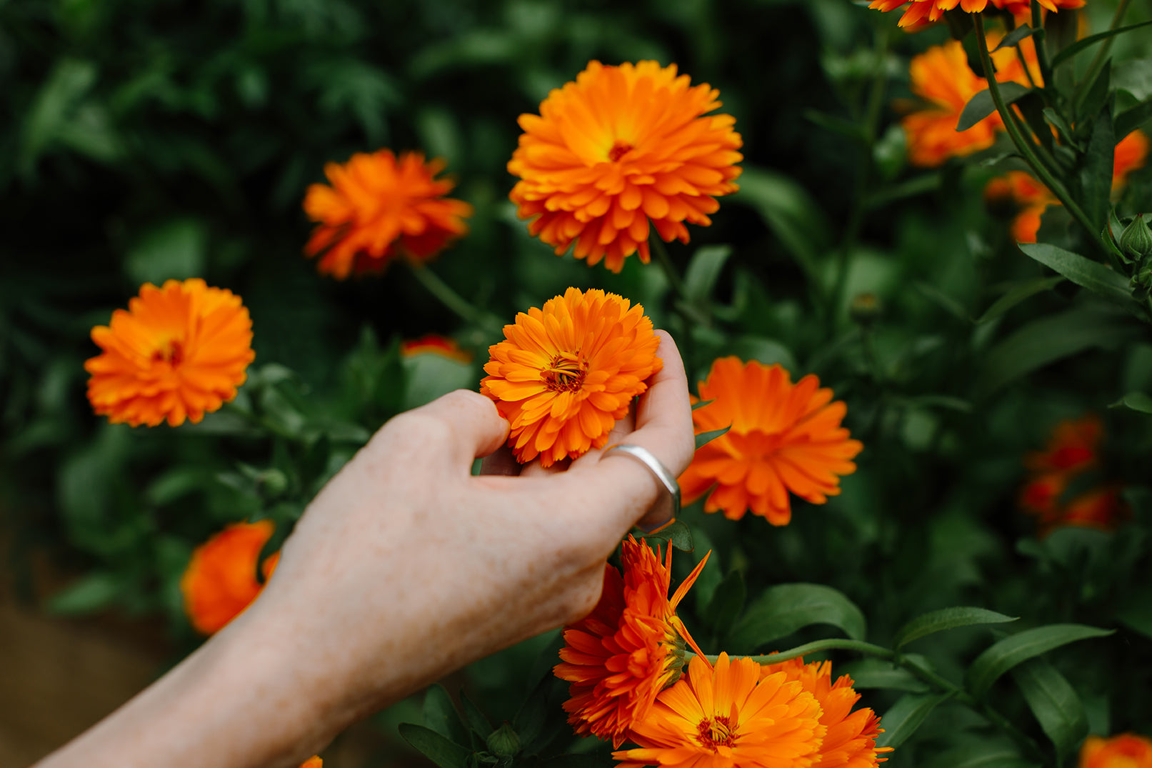 Laura Spring - textile designer